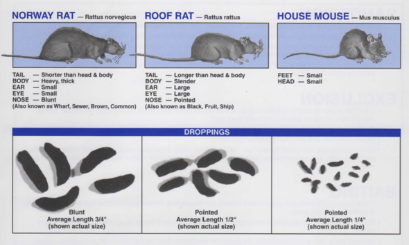Mice/Rats - Leading Pest Control